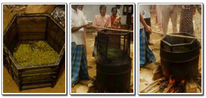 GAP - Harvest Management of Black Pepper - Kirehalli