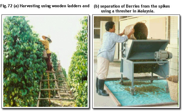 GAP - Harvest Management of Black Pepper - Kirehalli
