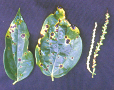 Pollu disease(Anthracnose) in Black pepper - Kirehalli