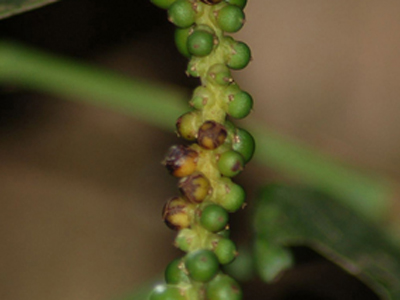 Pollu disease(Anthracnose) in Black pepper - Kirehalli