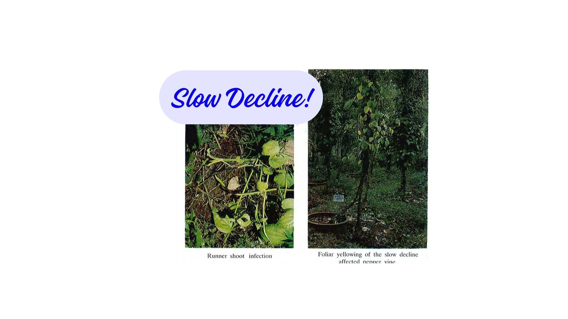 Tips On Control Of Phytophthora Foot Rot And Slow Decline Diseases Of ...