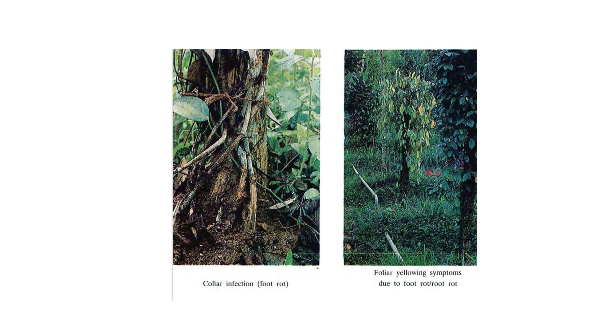 Tips On Control Of Phytophthora Foot Rot And Slow Decline Diseases Of ...